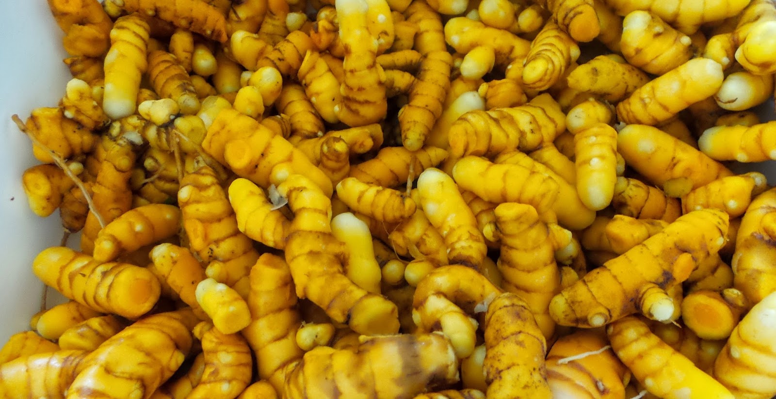 HAPPY RETIREE'S KITCHEN : Our turmeric crop is now harvested, dried and ...
