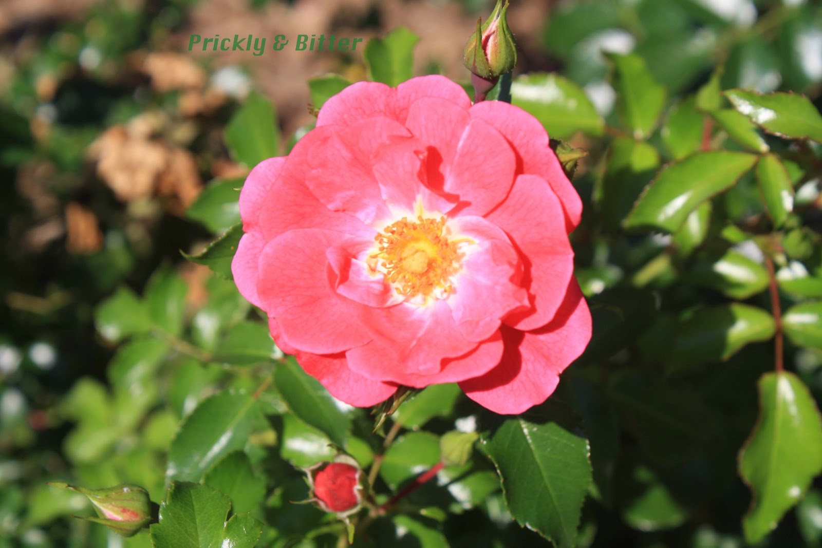 Prickly and Bitter: The story of the Champlain rose hybrid