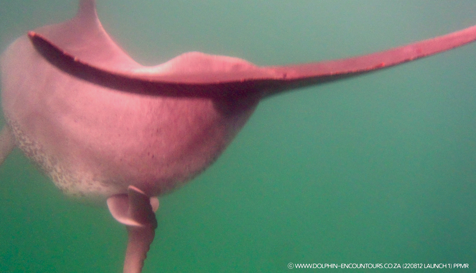 First Dolphin Birth photographed in water - Ponta do Ouro!