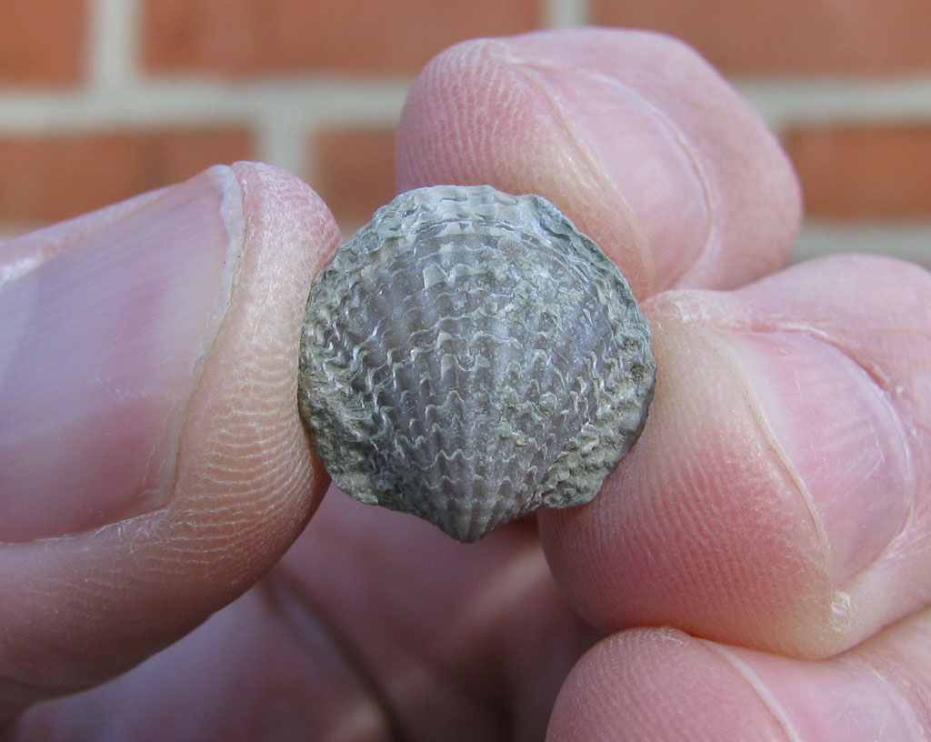 Views of the Mahantango: Atrypa tennesseensis brachiopod from Tennessee