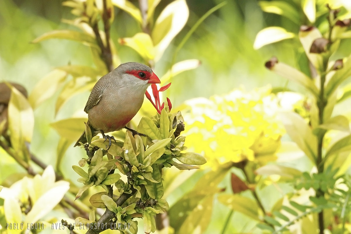 mis fotos de aves: Estrilda astrild Estrilda Común Common Waxbill