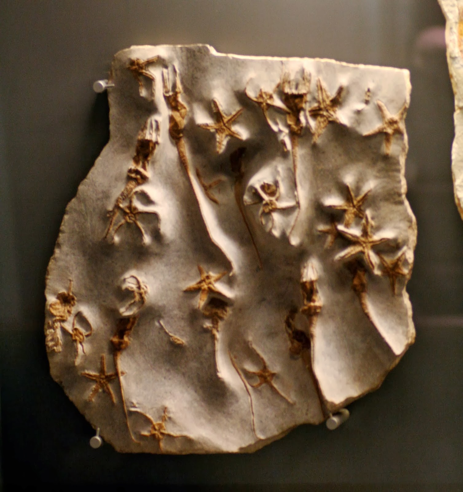 PAULÍ GISPERT. VIATGES I MINERALS: Fòssils al Museu de la Ciència ...