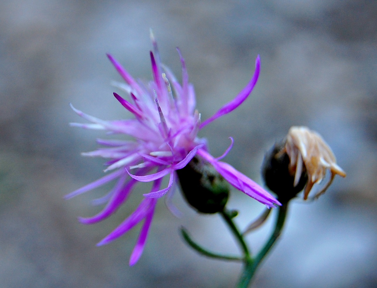 Serenity Cove: Michigan Flowers