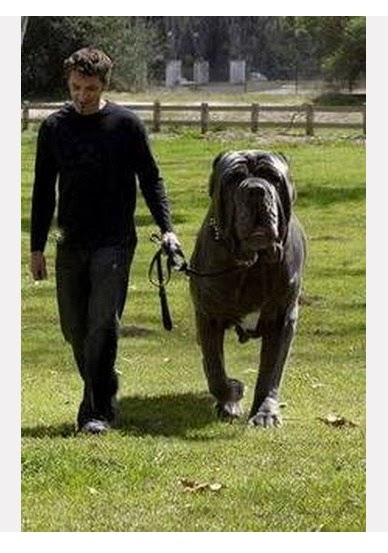 The 10 largest Dog Breeds | The Pet's Planet