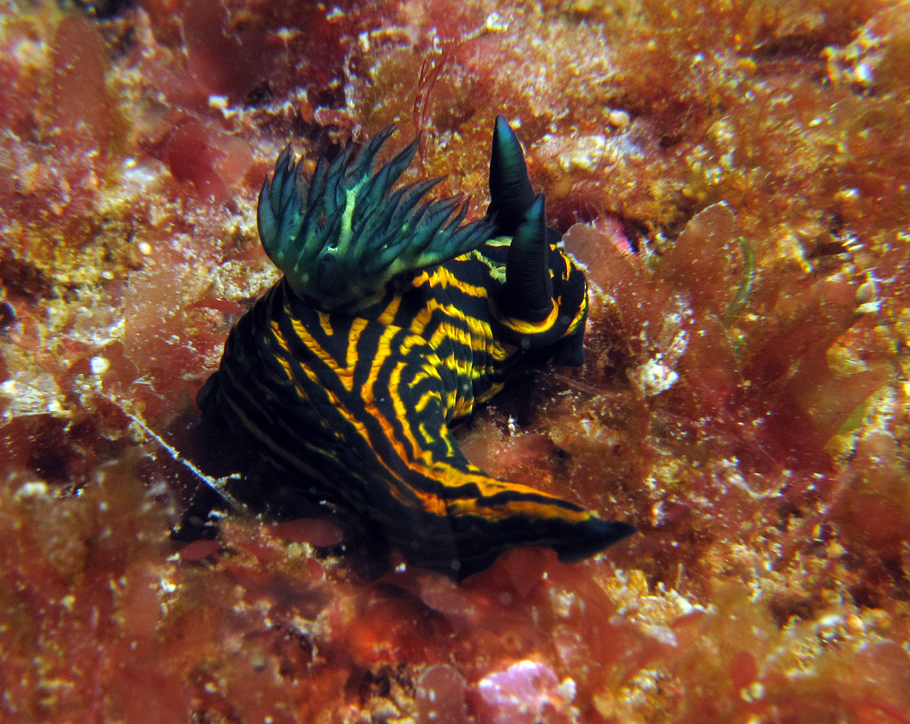 Nudibranchs Species