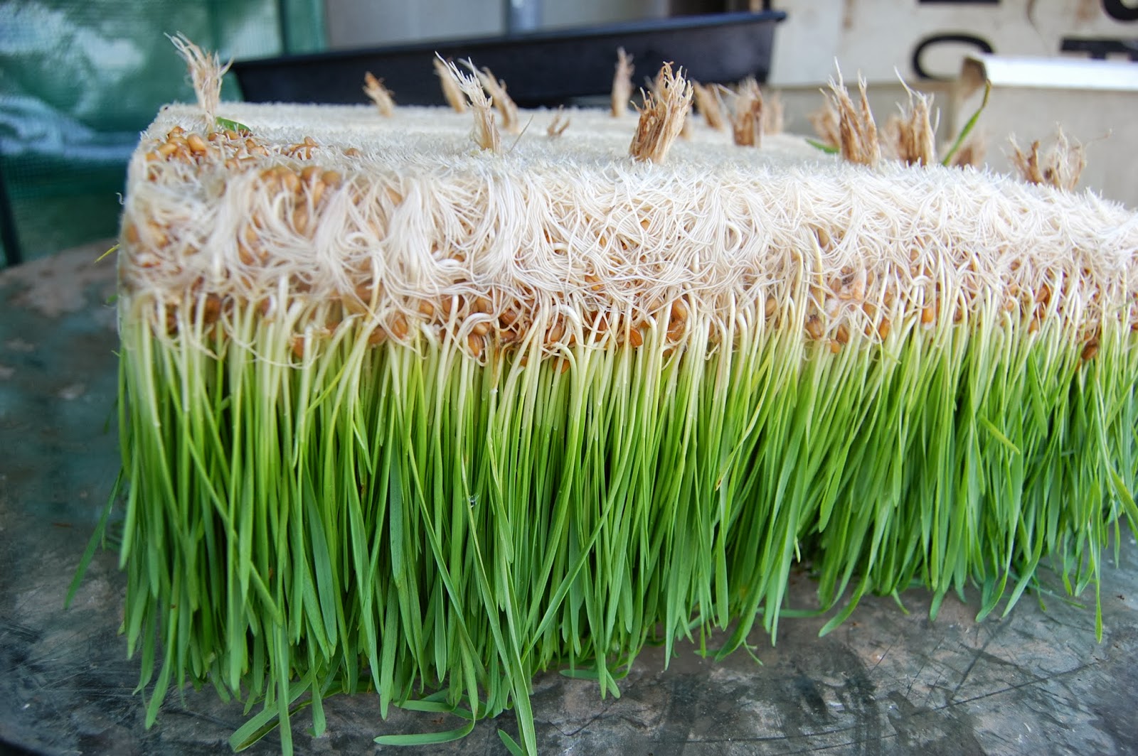 Texas Rebel Girl: Growing Your Own Fodder