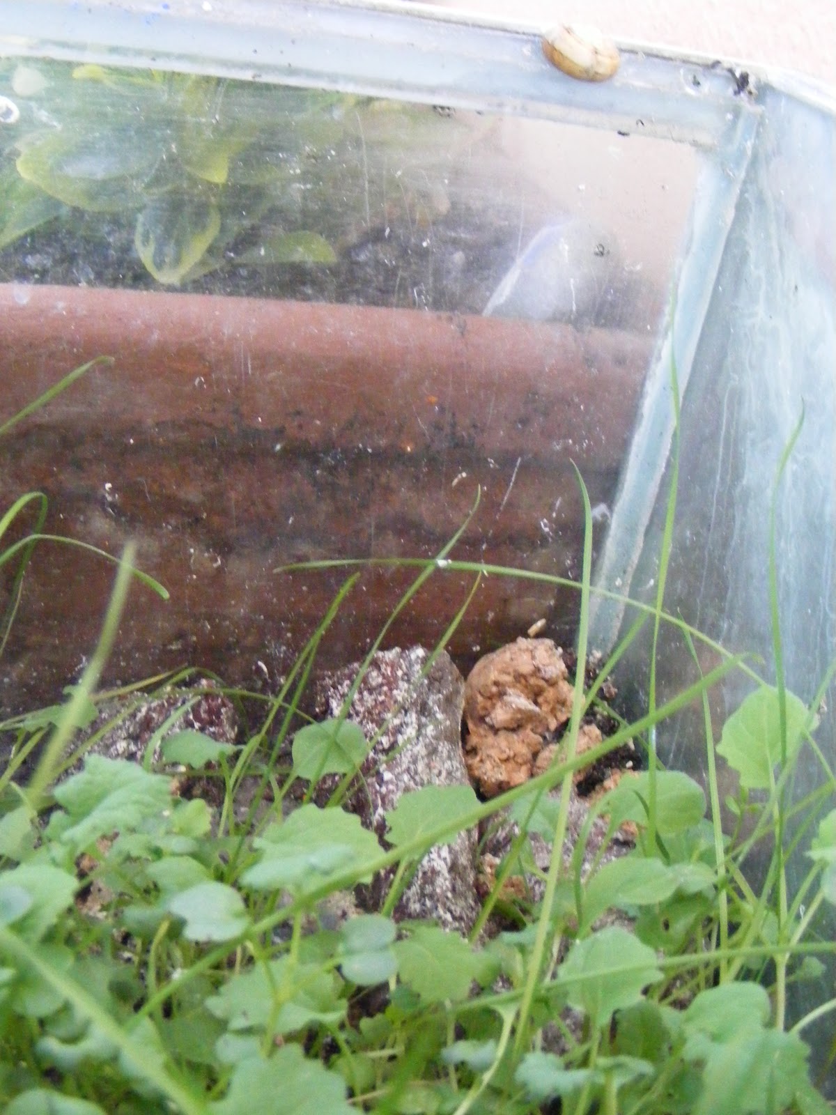 QUERIENDONOS CADA MINUTO: Terrario para insectos y moluscos II.