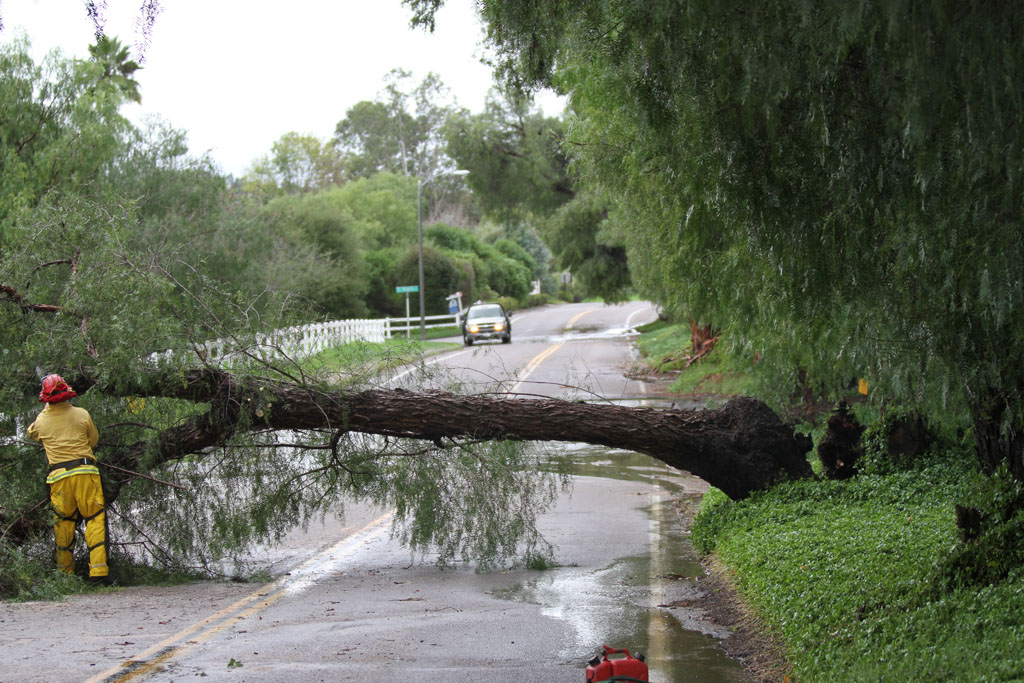 Signature Tree Service: Preparing Your Trees For El Niño