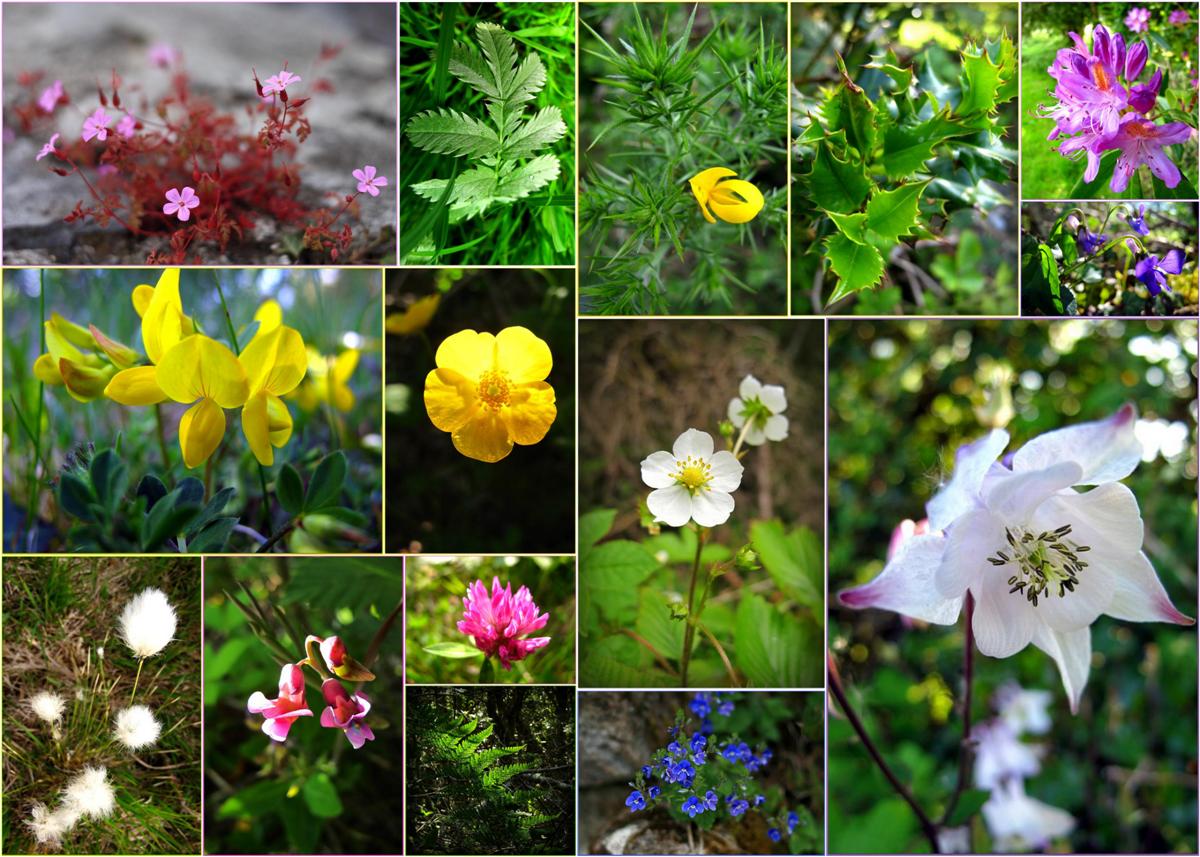 POSTCARDS FROM IRELAND: Local Irish Flora