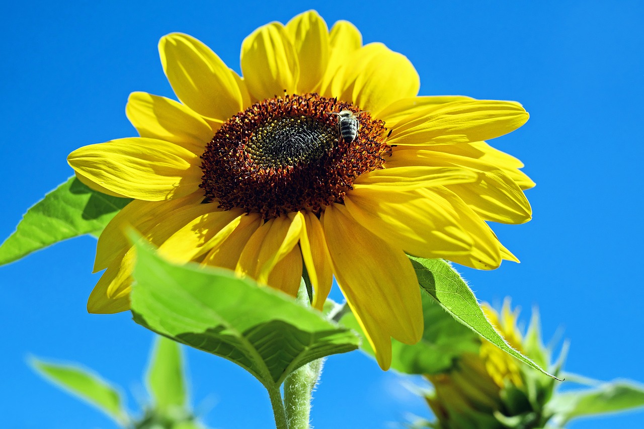 AUTENS DIRECT: The flower language and meaning of sunflower. Who is it for?