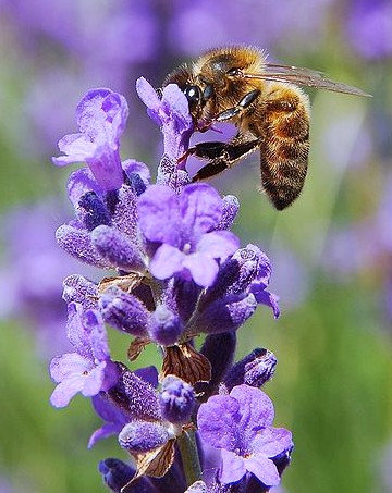 Growing Hermione's Garden: Lavandula angustifolia - English Lavender
