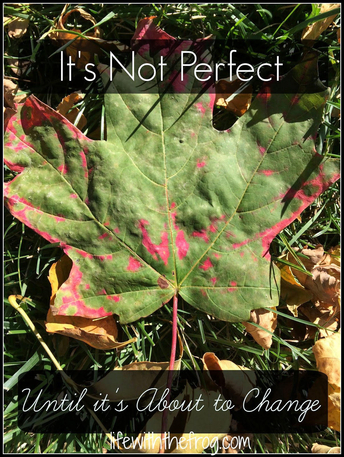 kissing the frog: It's not perfect until it's about to change