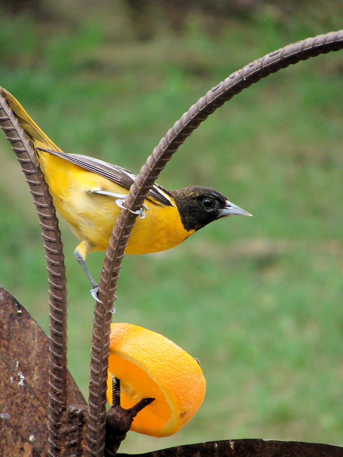 Dragonfly Swamp: Oriole Feeder and Beautiful Oriole Photos