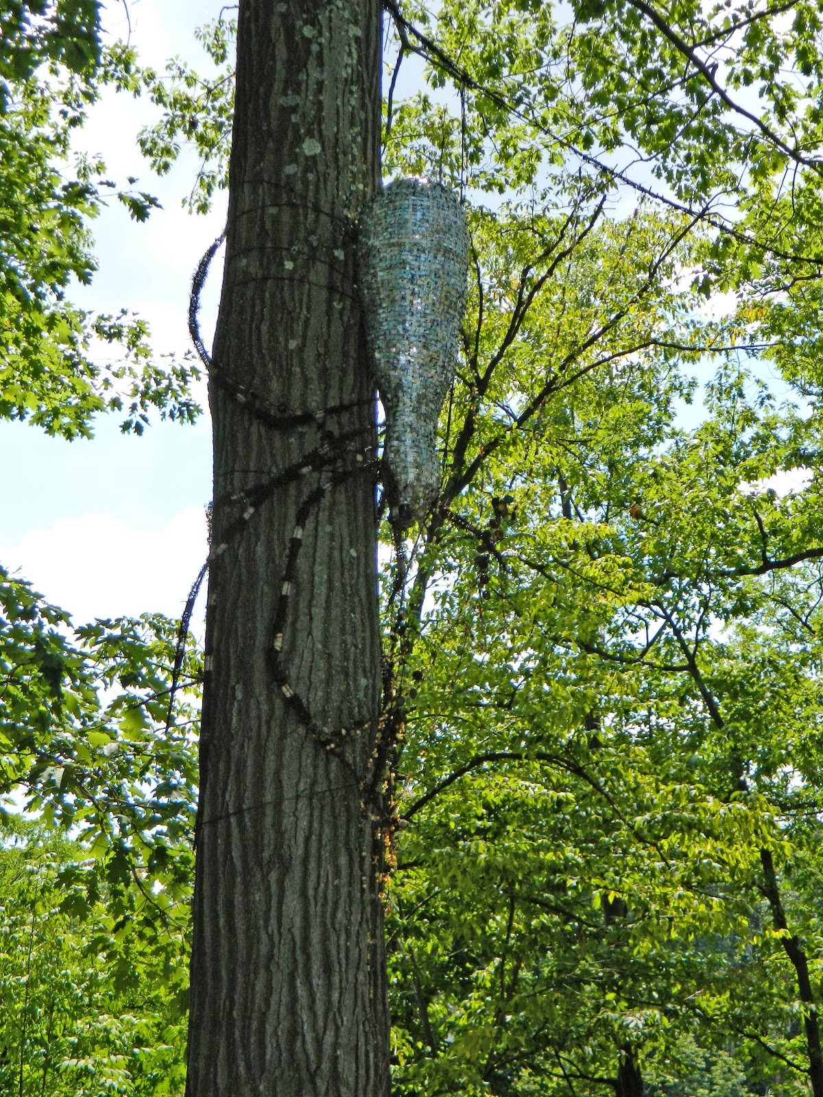 Jax Stumpes: Nature in Shaker Heights, OH (8/2013)
