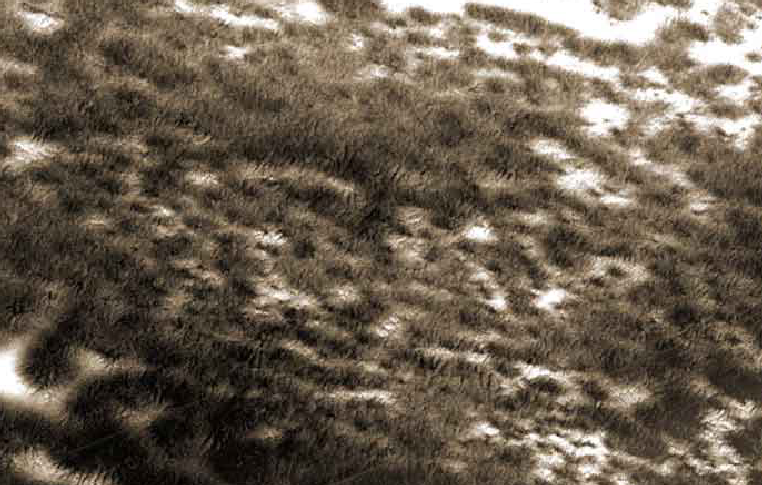 Huge Forests Spotted On Mars