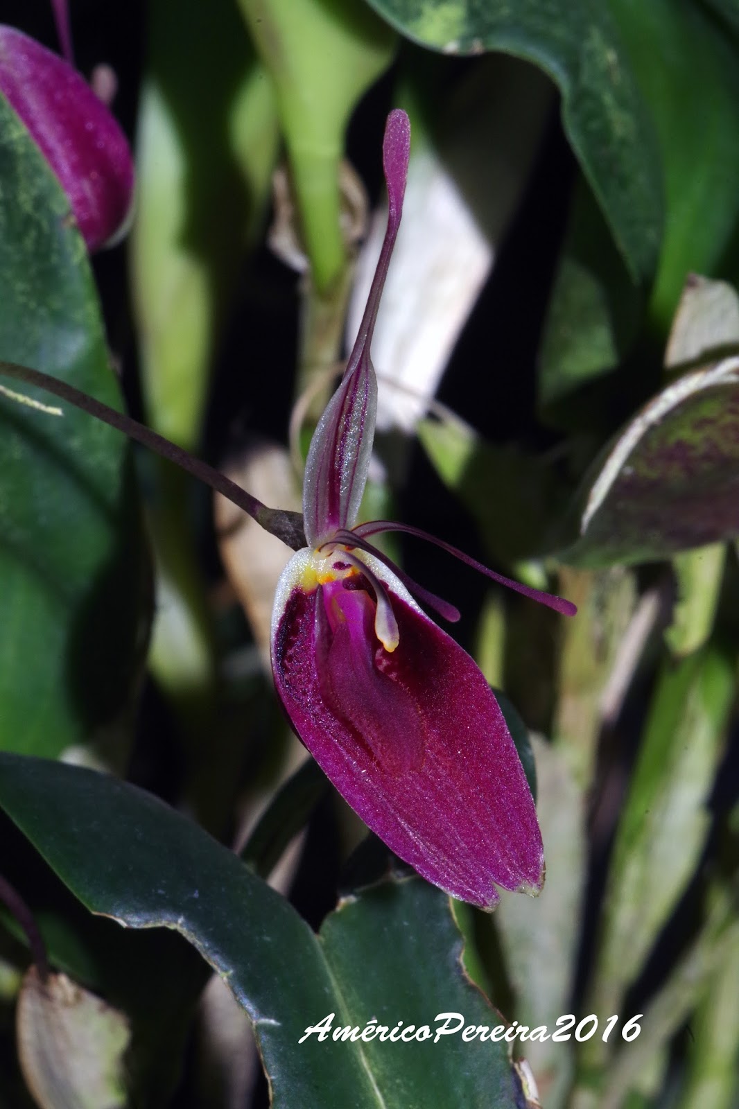 Orquídeas soltas: Restrepia sanguinea