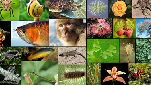 Biodiversitas Di Indonesia - Materi Pendidikan | Kumpulan Materi SD ...