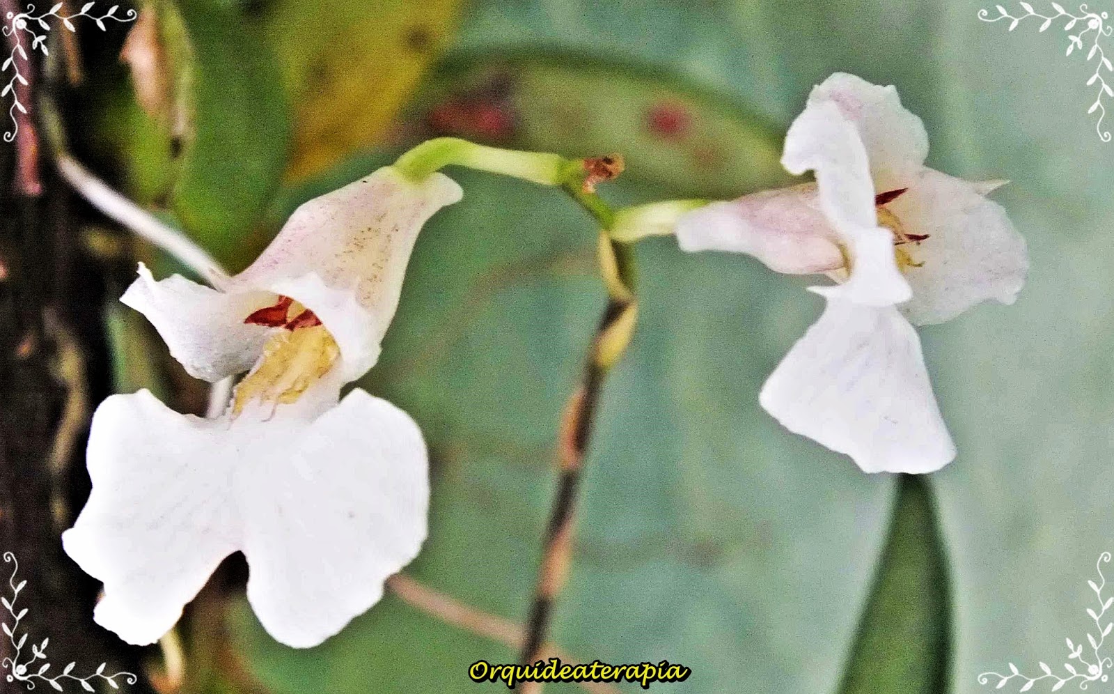 Orquideaterapia: Rodriguezya decora var. alba