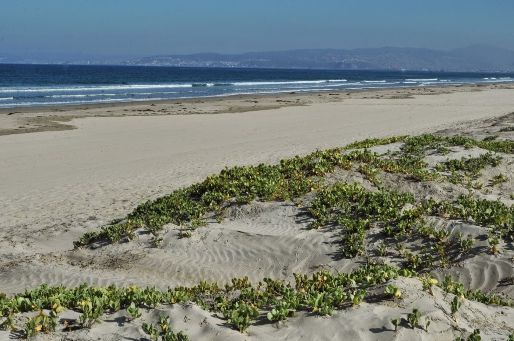 ¿Qué pasa BC?: LENGÜETA ARENOSA SEGUNDA PLAYA MÁS LIMPIA DE MÉXICO EN ...