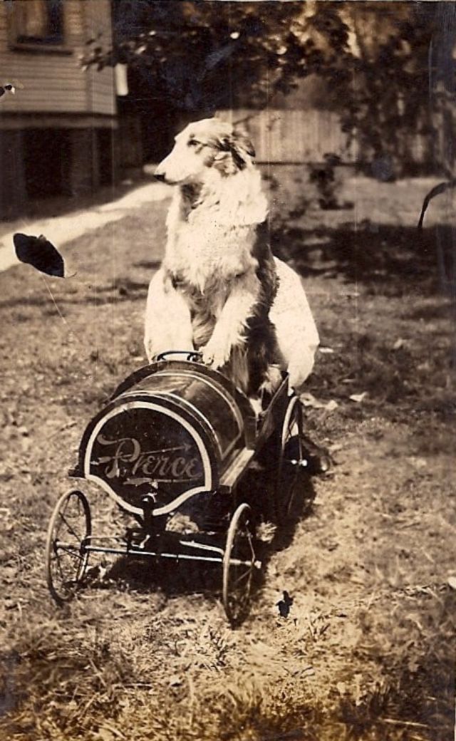 40 Adorable Vintage Pictures That Capture Lovely Moments of Animals ...