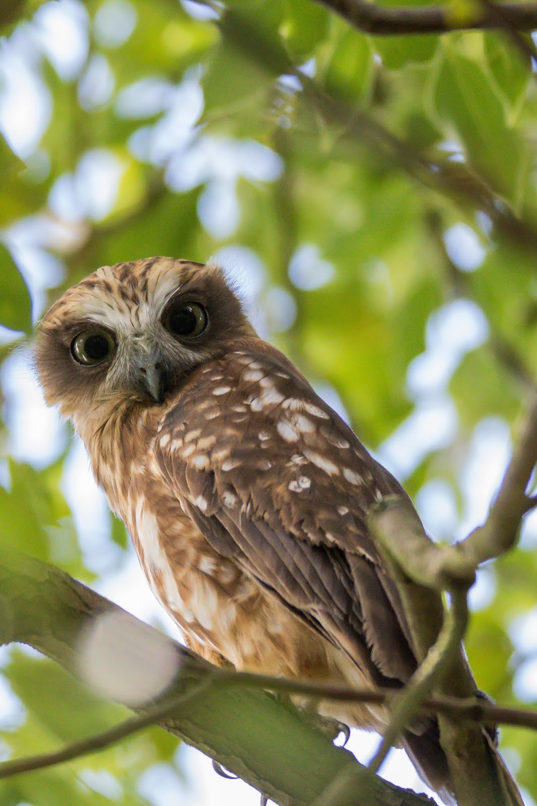 BIRDS of KILMORE, AUSTRALIA: Owl Southern Boobook