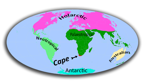 A Passion for Flowers: Cape Floral Kingdom