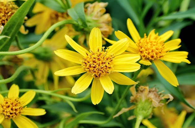 Meio Ambiente: Solidago microglossa - Arnica