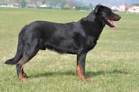 Todo Sobre Perros: La Raza de Perro Beauceron