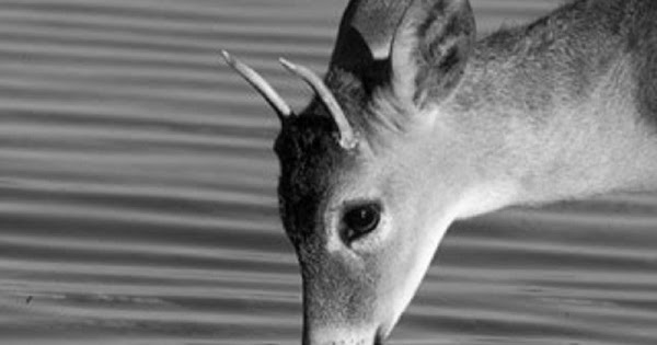 El lamento de Ariadna: Divino abrevadero... crónica anímica sobre el ...