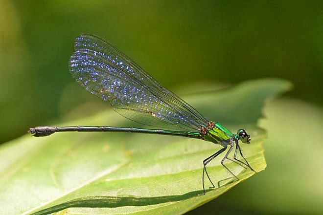 Beauty of Fauna and Flora in Nature: Rare Dragonflies and Fallen Trees