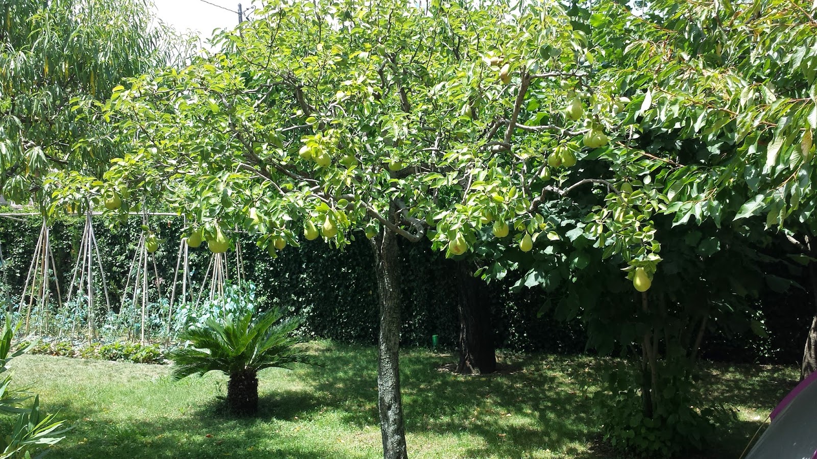 Arbres dels avis : Perera: