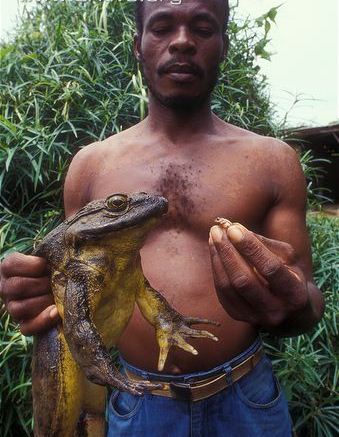 save nature animal: Goliath Frog