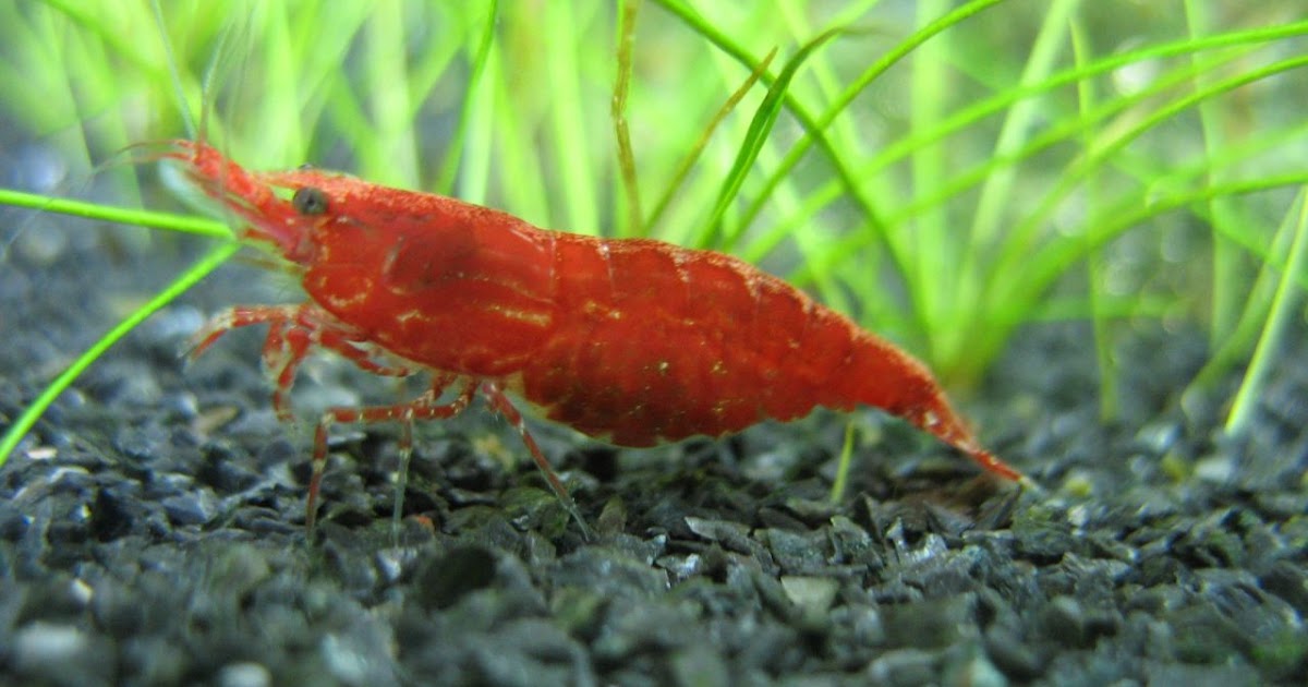 Shrimps Classification and Information for Better Understanding ...
