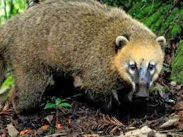 A DIVERSIDADE DO MUNDO ANIMAL: O QUATI