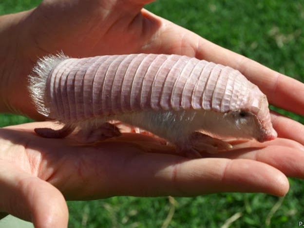 Fauna Urbana Villa María: Pichiciego, una curiosidad mendocina