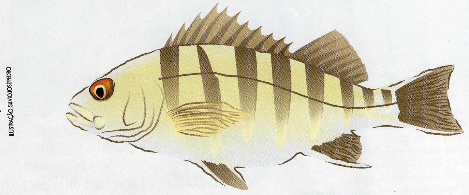 Revista Aruanã Lazer e Esporte no Meio Ambiente: DICIONÁRIO ARUANÃ ...