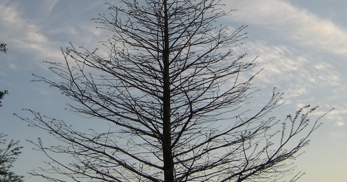 The Mathematical Tourist: Triangle Tree