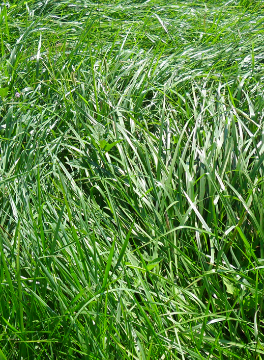 Extension to the 3rd Degree: Renovating with Annual and Perennial Ryegrass