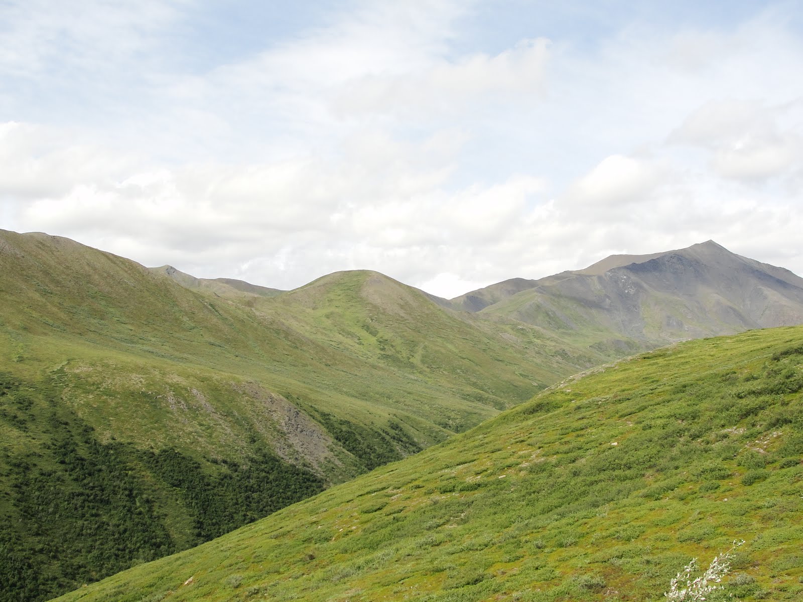 roaming if I want to...: Alaska, Day 5: to Galbraith Camp.