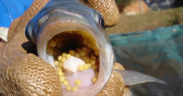 "REPRODUÇÃO DE TILÁPIAS (Oreochromis niloticus): COM COLETAS DE OVOS E ...