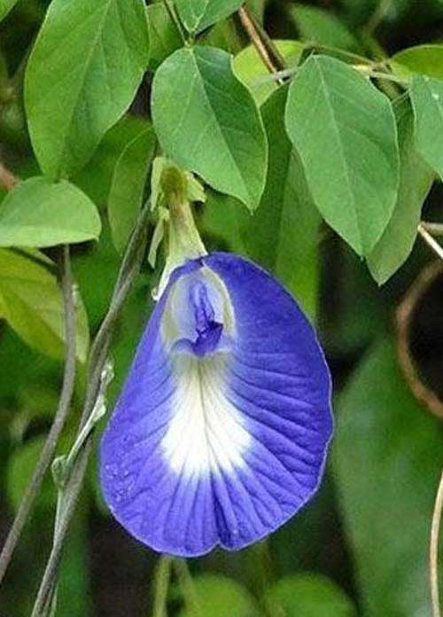 Navratri Plants and Trees - Bring These Plants to Home during Navratri ...