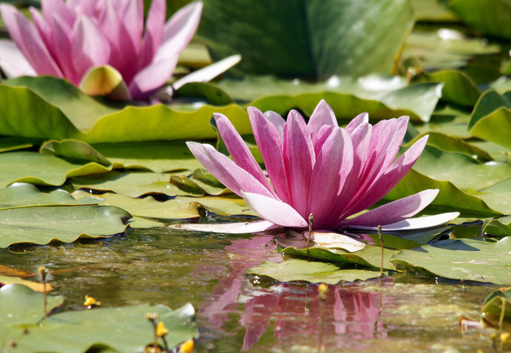 CARPE DIEM HAIKU KAI: Carpe Diem #223, Hasu (Lotus)