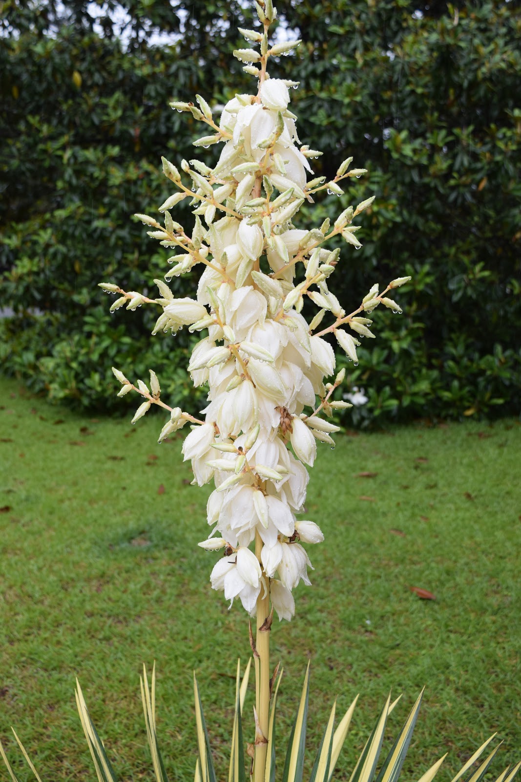 MARIETTE'S BACK TO BASICS: Variegated Yucca Lily Blooming