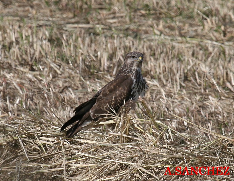 Aves de Aragón : Busardo ratonero
