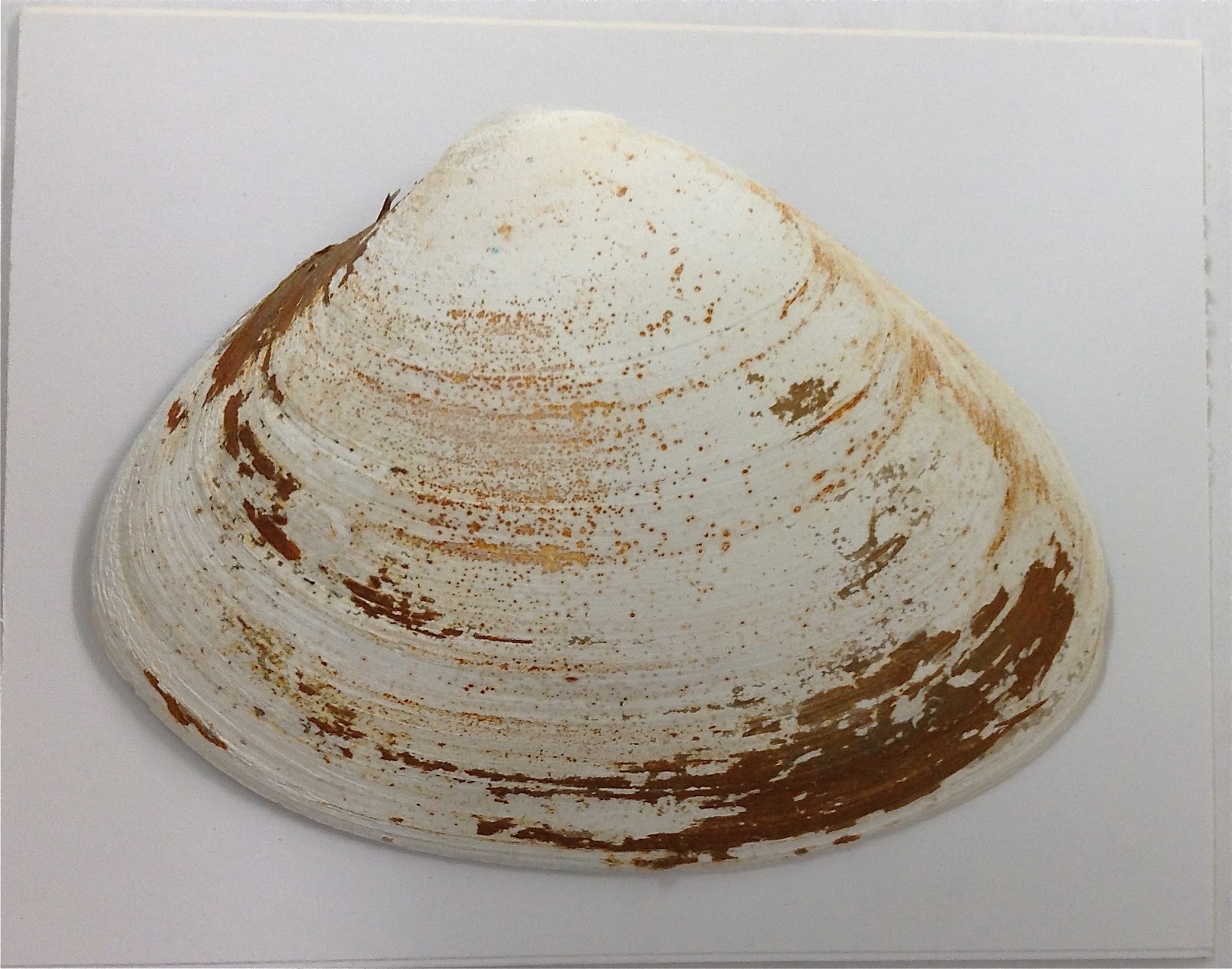 spin shells | Beehive Art Studio