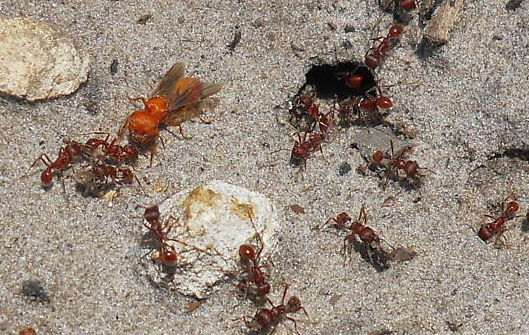 Ini 10 Fakta Menarik Tentang Semut: Hewan Dengan Sarang Terbesar Di ...