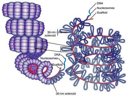 Difference between Chromatin and Chromosomes