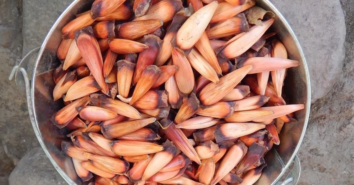 Cocina Chilena . Recetas Caseras: Piñones con Quinoa