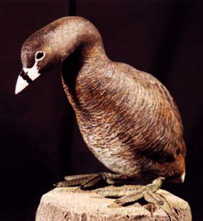 Podilymbus gigas: Podilymbus gigas