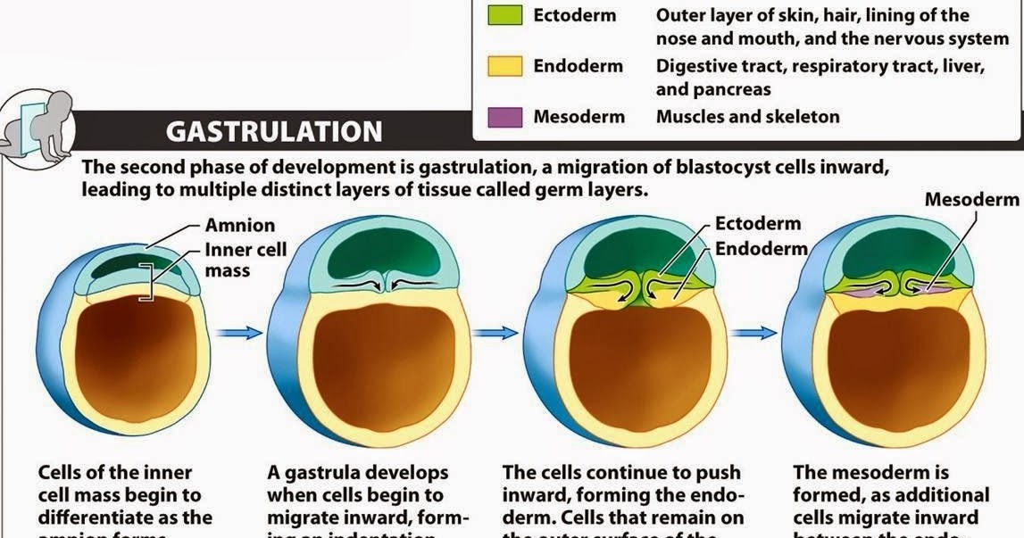Ciencias de Joseleg: Formación de la notocorda